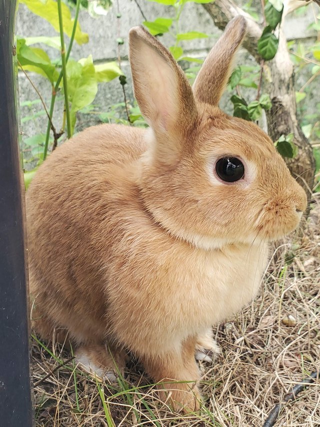 Rabbit (Breed - Netherland Dwarf) Looking for Home - Color Brown | Pets ...