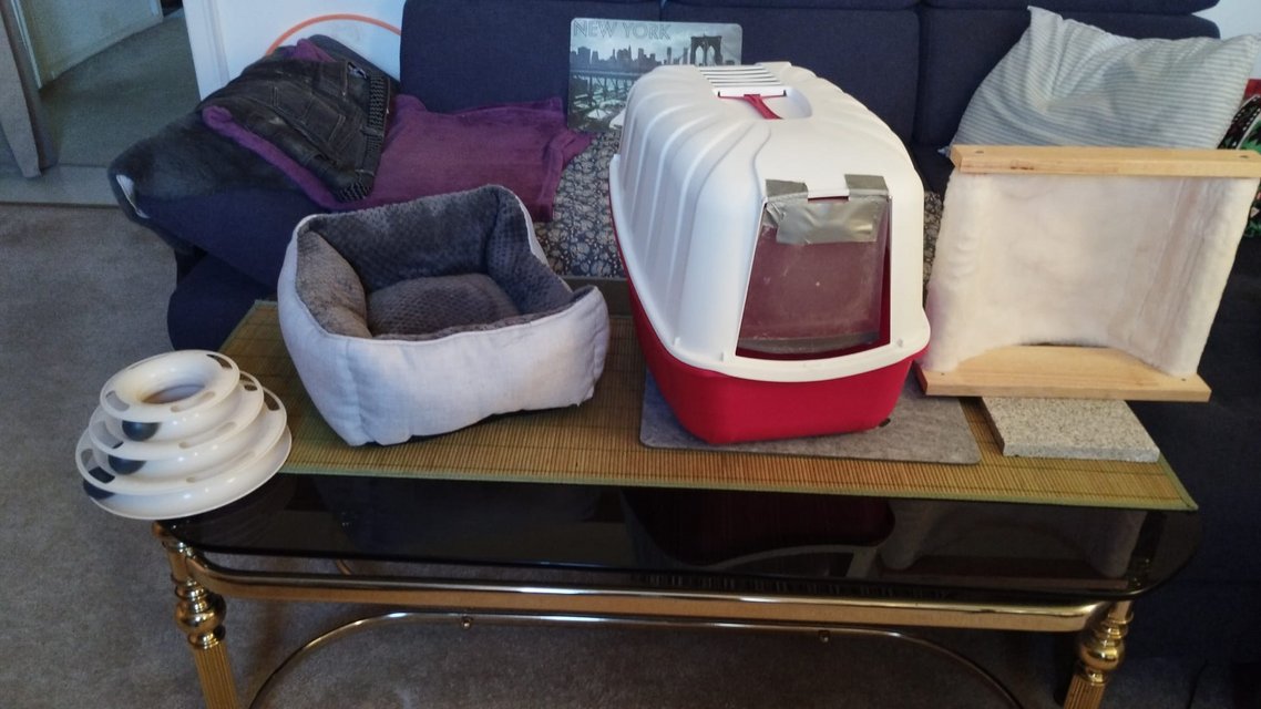 Cat Good living items. | Pets for sale on Grafenwoehr bookoo!